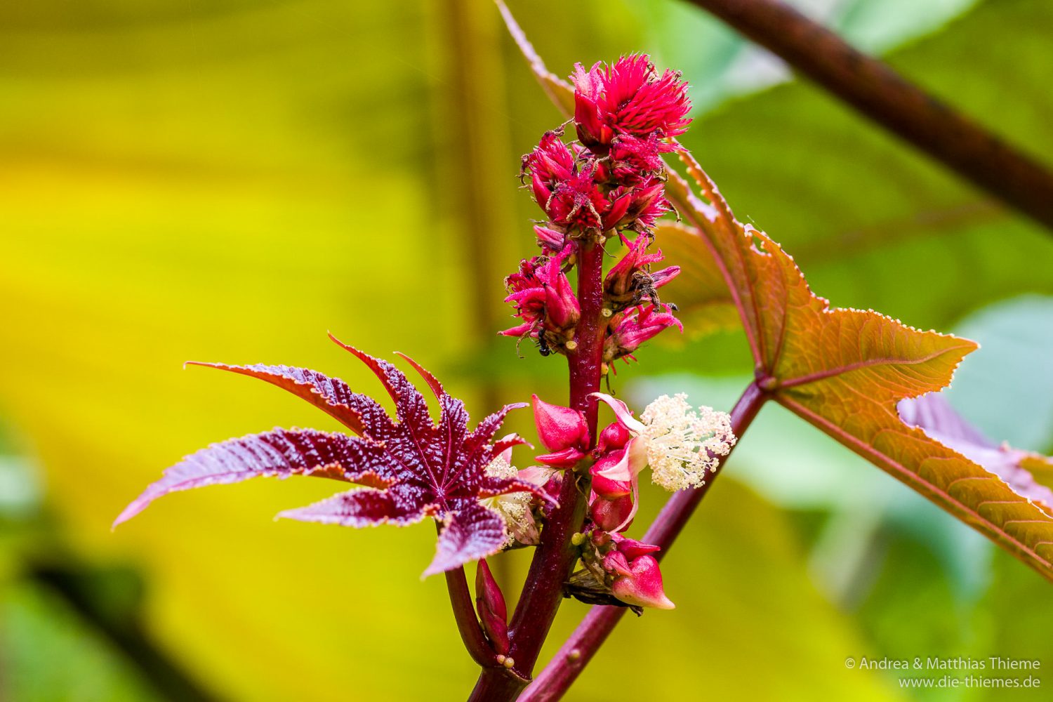 Rizinus – der Wunderbaum – Thiemes FotoBlog
