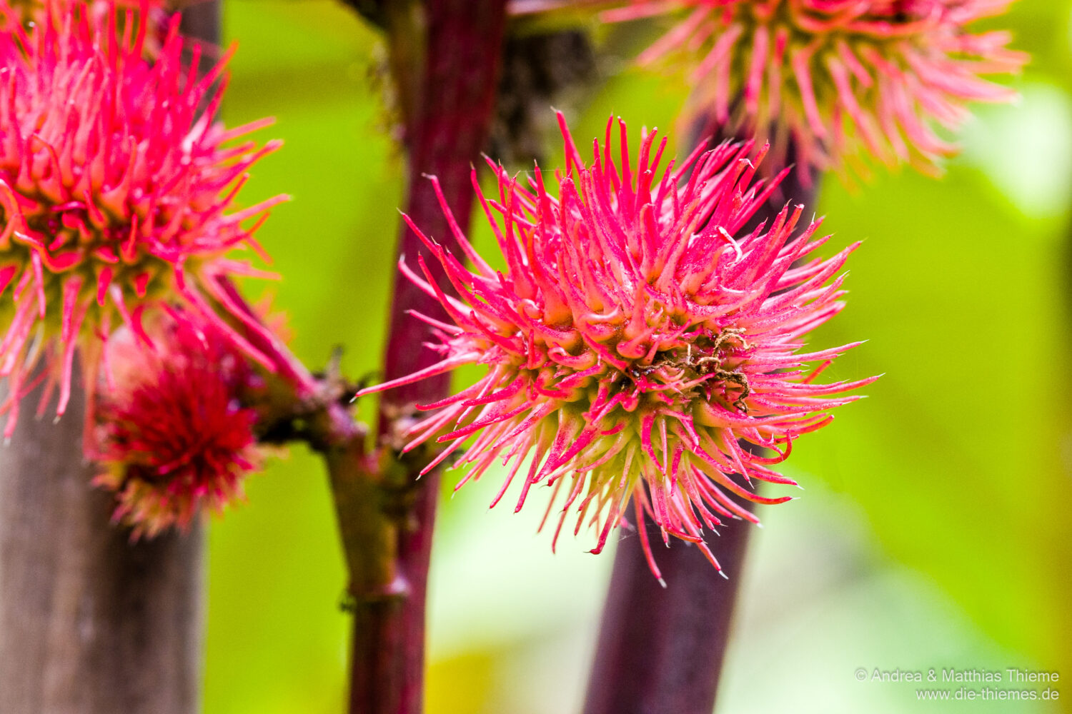 Rizinus – der Wunderbaum – Thiemes FotoBlog